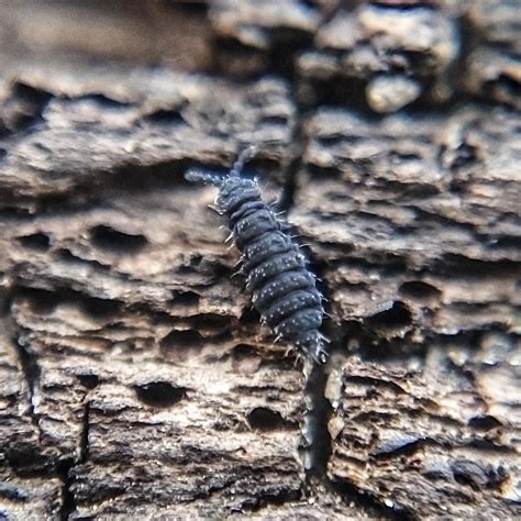 Image result for Springtail Size