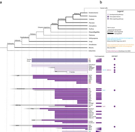 Image result for How to Make Cladogram