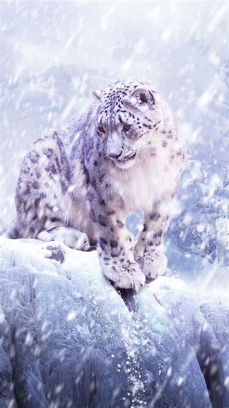 Image result for Snow Leopard Computer Wallpaper