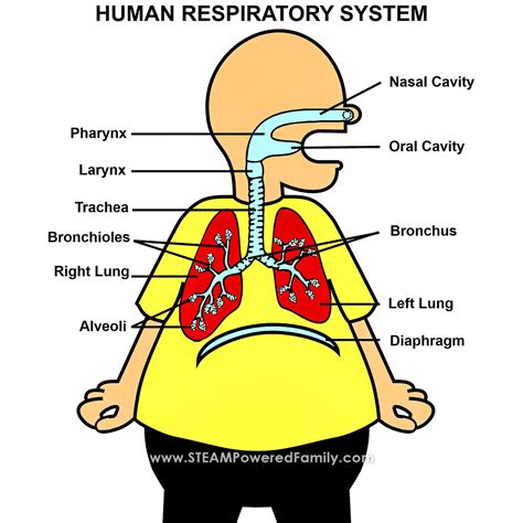 Image result for Lung Model Science Project