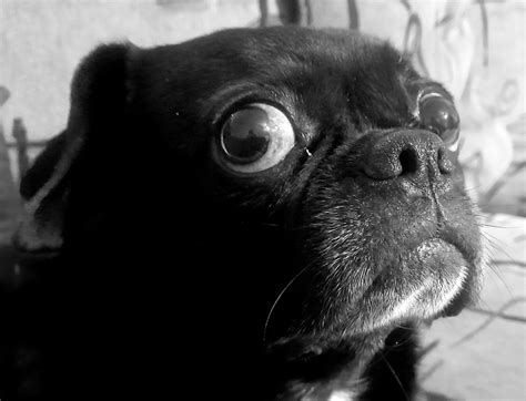 Grumpy dog Blank Template - Imgflip