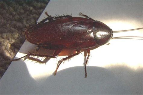 Image result for Small Flying Cockroach
