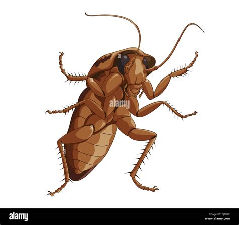 Image result for Big Cockroach