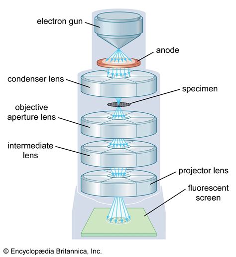 Image result for Electron Microscope Magnification