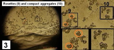 Image result for Microscope Crystal Compemnsator