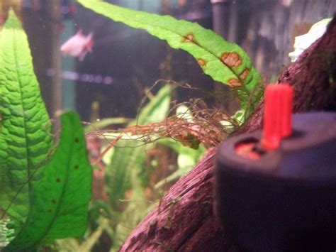 Image result for Java Fern Dying