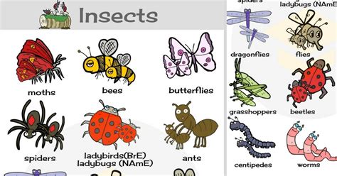 Image result for Insects and Names