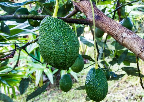 Image result for Self-Pollinating Avocado Tree