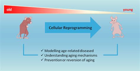 Image result for Reprogramming Aging