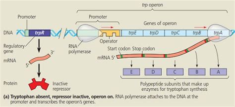 Image result for Operon Structure