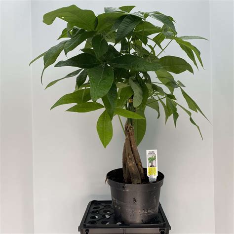 Image result for How to Braid a Money Tree