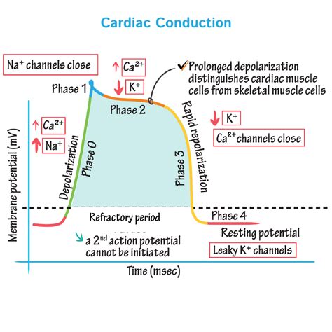 Image result for Action Potential Muscle Contraction