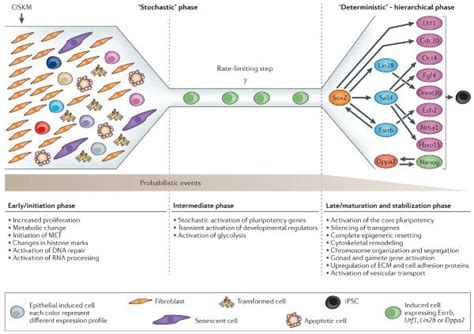 Image result for Somatic Cell Reprogramming