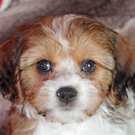 Image result for Cavapoochon Puppy