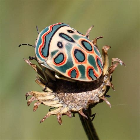 Image result for Most Beautiful Insects