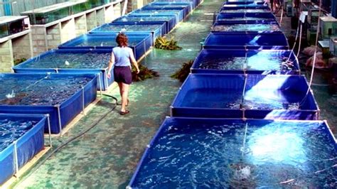 Image result for Java Fish Farm