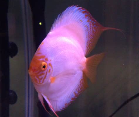 Image result for White Discus Fish