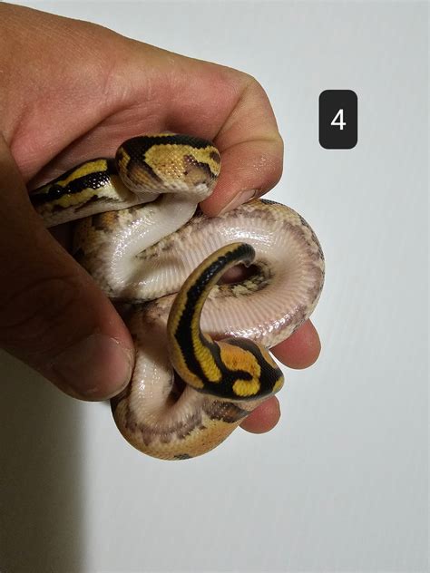 Image result for Python Babies