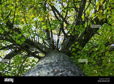 Image result for ASP Tree