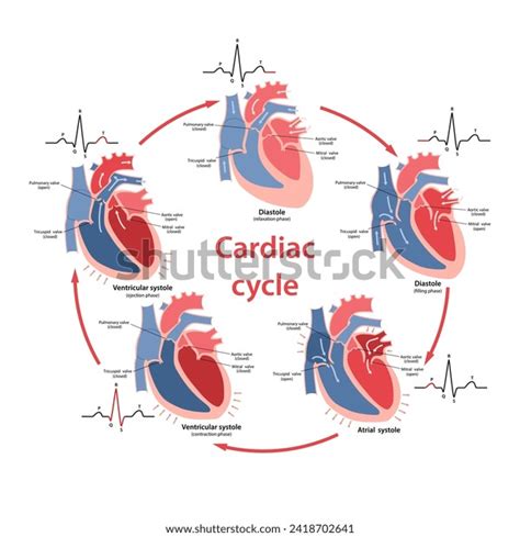 Image result for Cardiac Cycle Step by Step