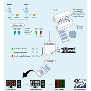 Image result for DNA Microarray Steps
