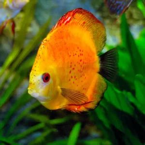 Image result for Symphysodon Discus