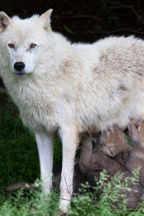 Image result for Zoo Animals Wolves