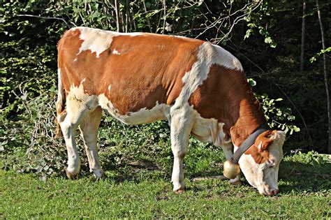 Image result for Sapi Cow