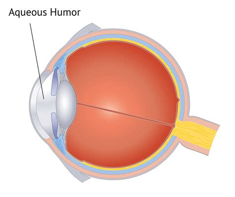 Image result for Aqueous Humor Eye Function