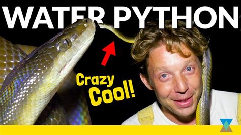 Image result for Python Snakes Diet