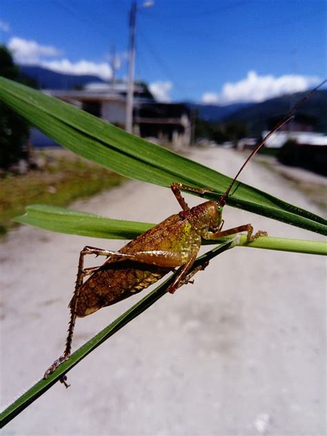 Image result for Cricket Insect Small