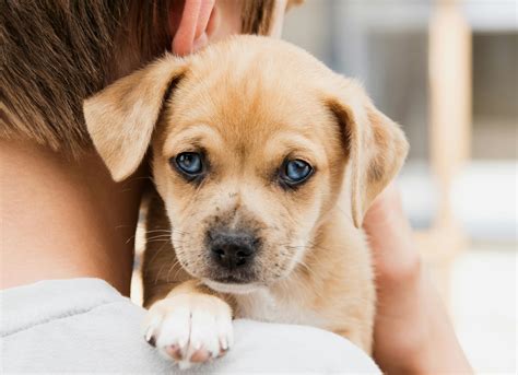 Image result for Pets Status