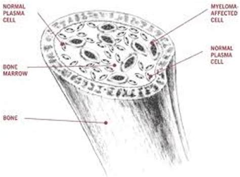 Image result for Bone Cells Function