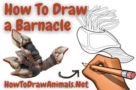 Image result for How to Draw a Tree Frog