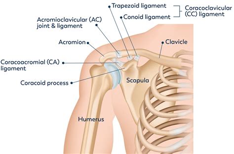 Image result for AC Joint Dysfunction