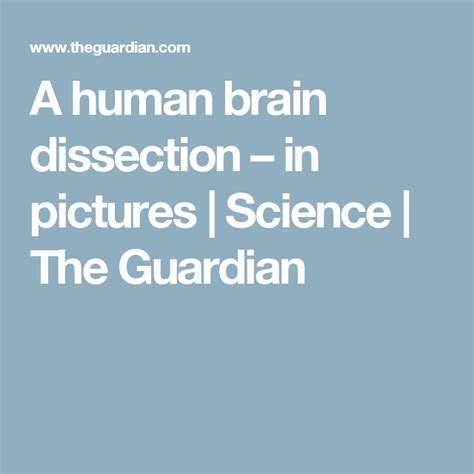 Image result for Human Brain Dissection