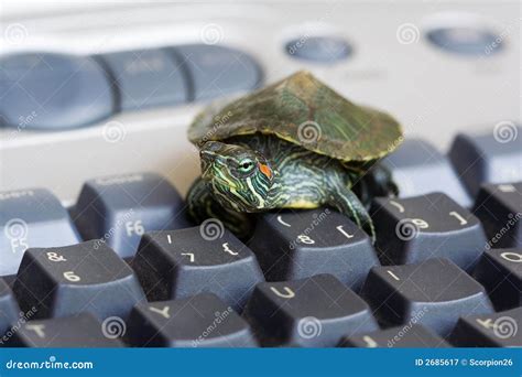 Image result for Red Eared Slider Turtle