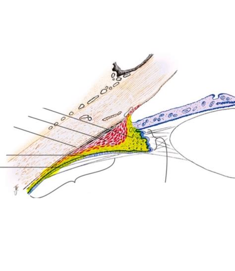 Aqueous Humor Flashcards | Memorang