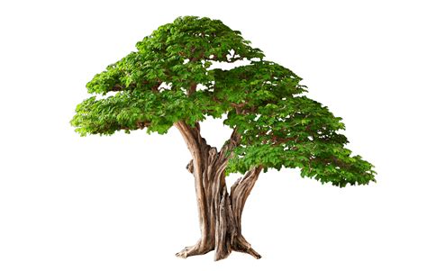 tree-clipart-transparent-56