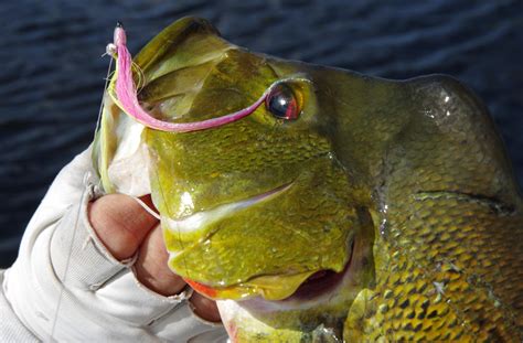 Image result for Perch Pattern Clouser Minnow