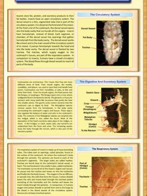 Image result for Cockroach Nervous System