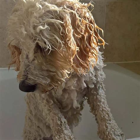 Image result for Cavapoo First Bath