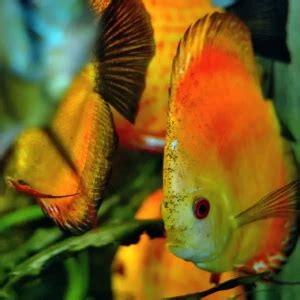 Image result for Symphysodon Discus