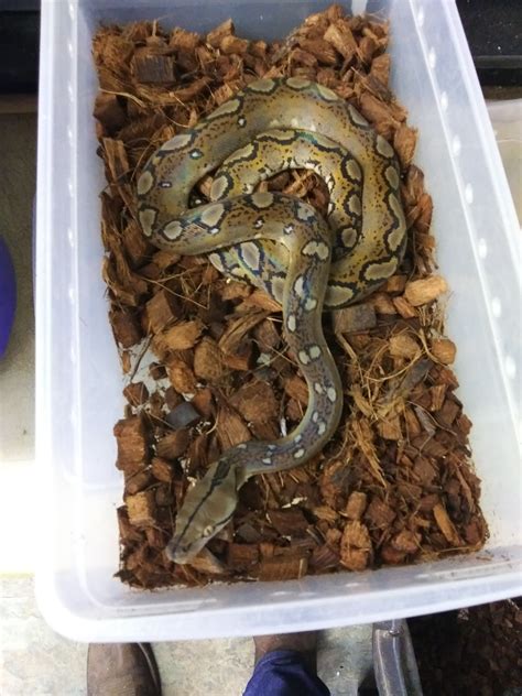 Image result for Motley Reticulated Python