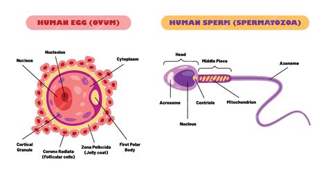Image result for Human Fertilization Explained