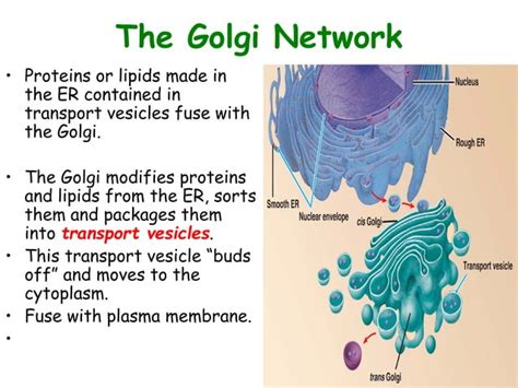 Image result for Plant Cell Structure and Function