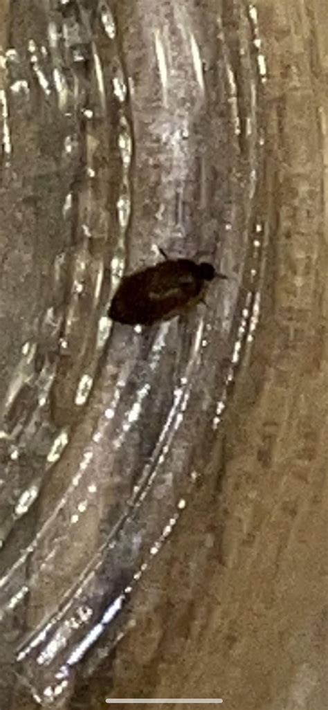 Image result for Bed Bug Identification