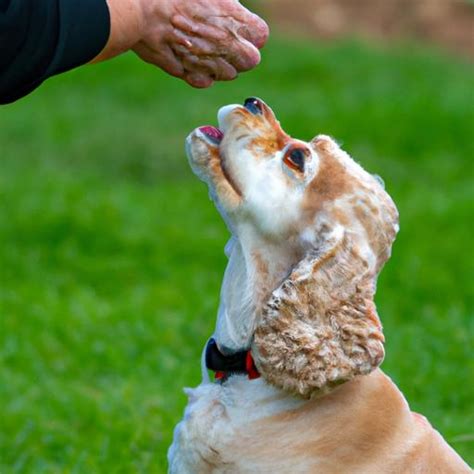 Image result for Working Cocker Training