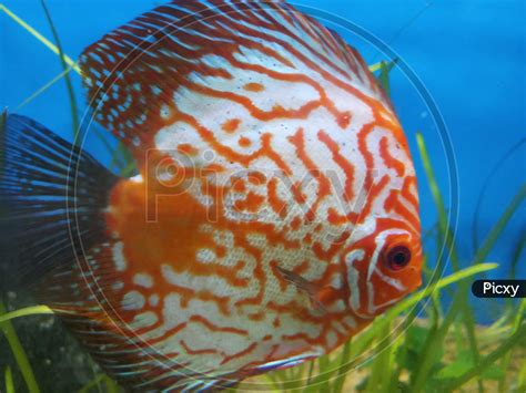 Image result for Checkerboard Discus