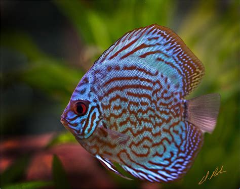 Image result for Royal Blue Discus